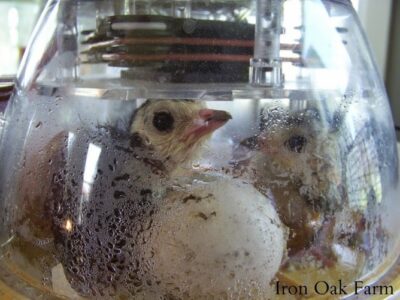 Breeding, Hatching, and Brooding Baby Turkeys - Backyard Poultry